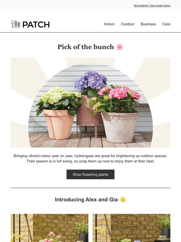 Patch Plants: Meet our best buds 🌸 | Milled