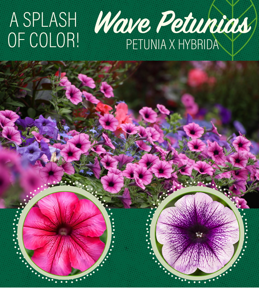 Orchard Supply Hardware: Wave petunias are our Flower of the Month | Milled