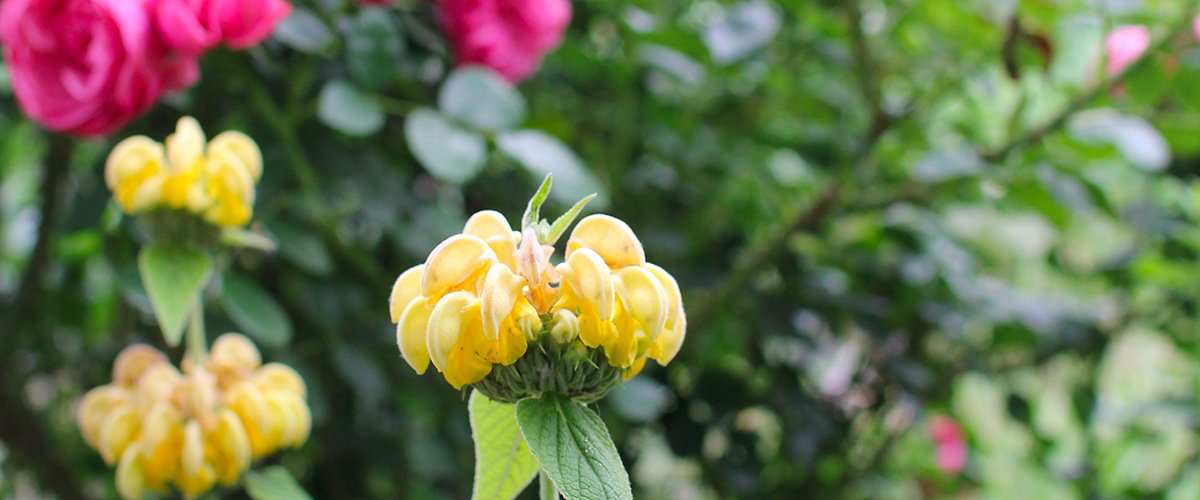 Zahradnictví Flos: 7 tipů na trvalky 🌼 , které rozzáří zahradu | Milled