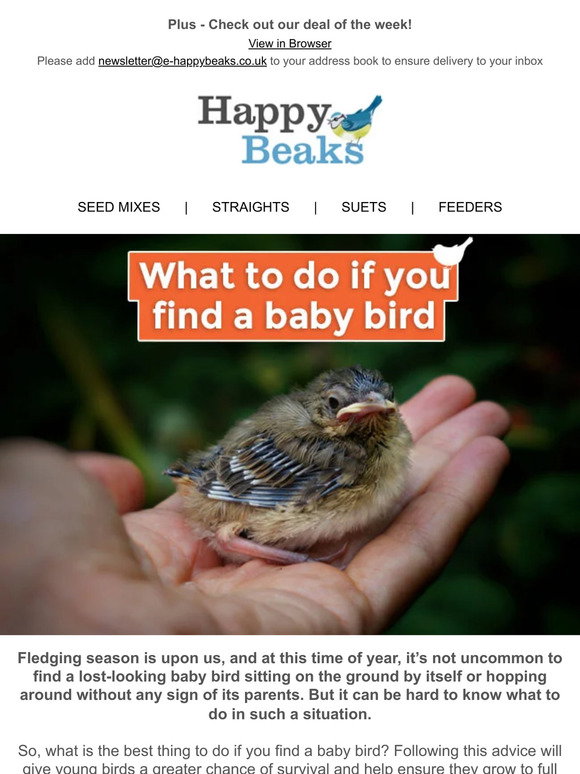 Happy Beaks: What to do if you find a baby bird | Milled