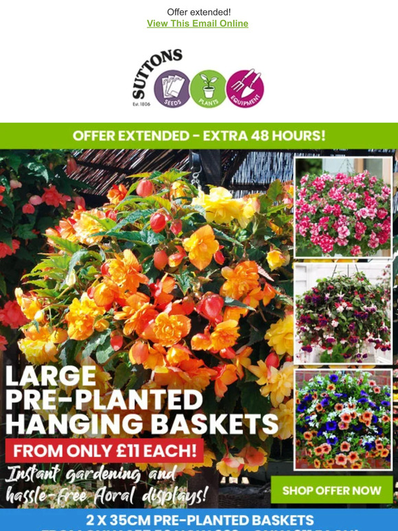 Suttons Seeds: LARGE Pre-Planted Hanging Baskets ONLY £11 EACH! EXTRA ...