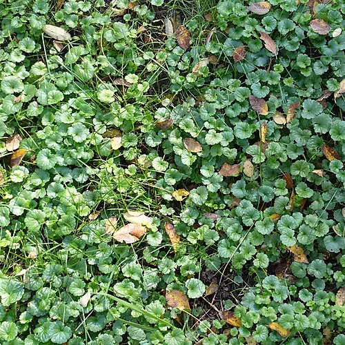 Martha Stewart: How to Get Rid of Creeping Charlie, an Invasive, Fast ...