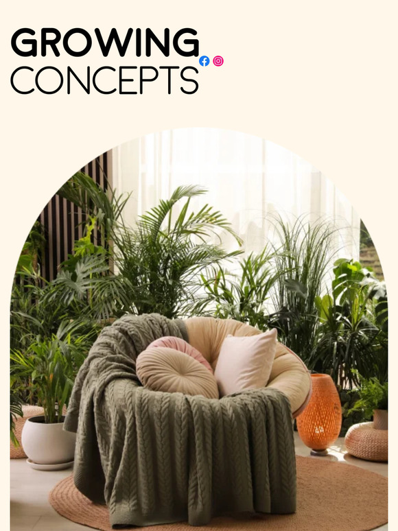 Growing Concepts: Ontdek onze terrariums met mini palmboom!🌴 | Milled