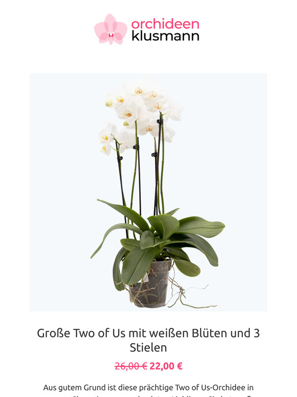 Orchideen Klusmann: 🌸 In der Aktion: verschiedene Orchideen zum Sparpreis | Milled