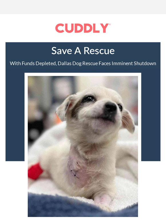 CUDDLY: URGENT: Dallas Dog Rescue Faces Imminent Shutdown | Milled