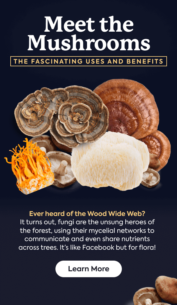 Plant People: Meet the Mushrooms: Nature’s Networkers | Milled