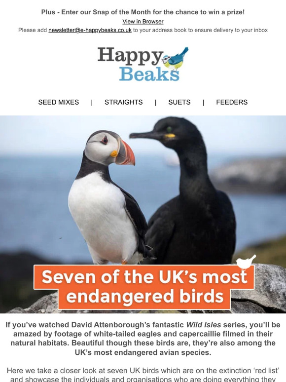Happy Beaks: Seven of the UK’s most endangered birds | Milled
