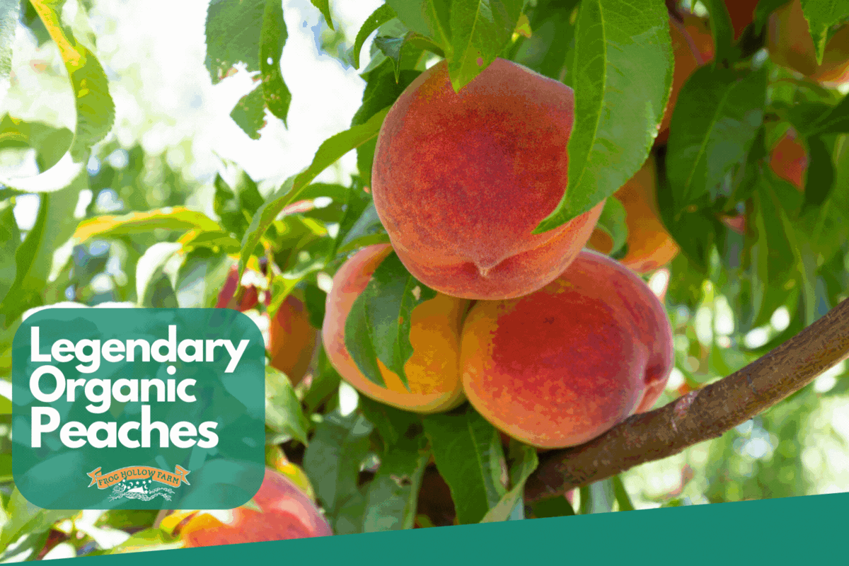 Frog Hollow Farm: Must Have Organic Peaches! 🍑 | Milled