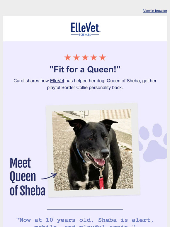 ElleVet: Senior Pet Sunday: Meet Queen of Sheba 🐾 | Milled