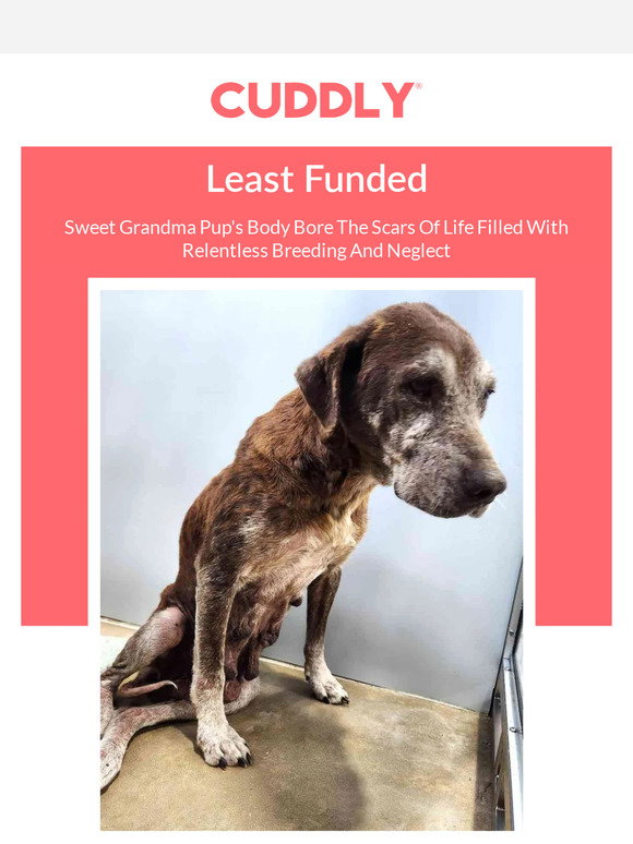 CUDDLY Ambassadors: Sweet Labrador Retriever Bears The Scars Of ...