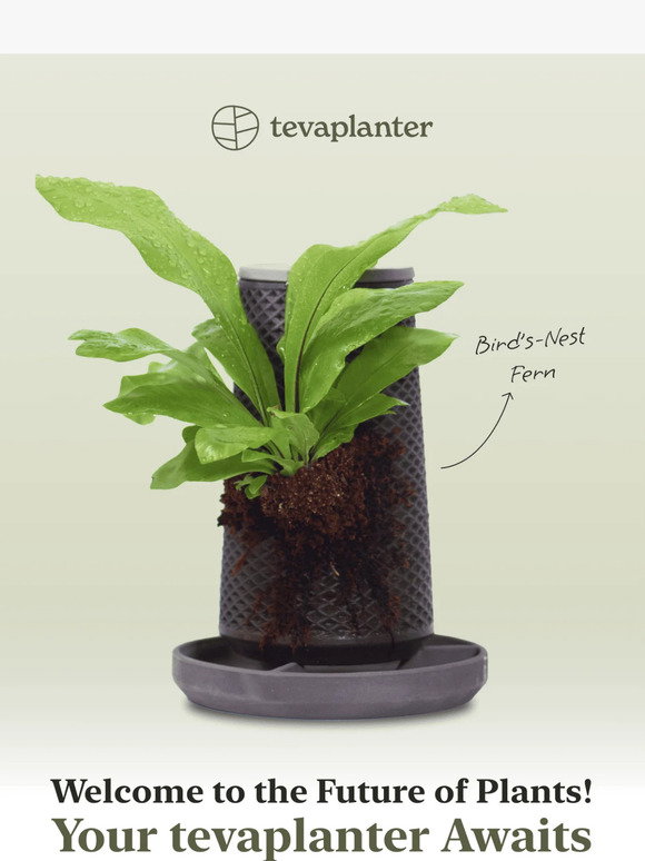 tevaplanter: Discover the Magic of tevaplanter 🌿 | Milled