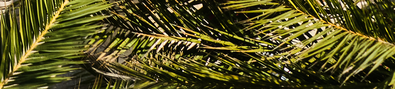 Hilton: —, relax by the pool and unwind on the beach. ☀️🌊 | Milled