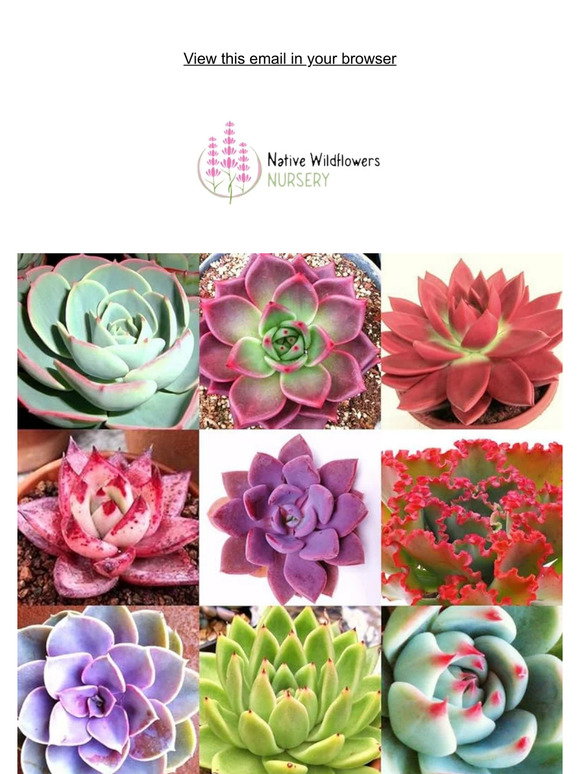 Native Wildflowers Nursery: *NEW* Succulents | Milled