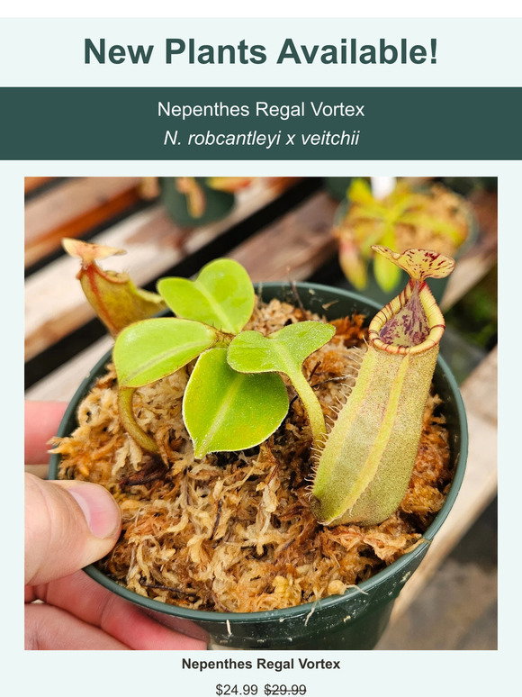 Predatory Plants: New Exclusive Nepenthes Hybrid & Classic Sundew ...