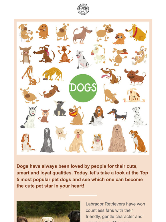 Woodbest: 🐶The dog ranking list is revealed, the top ten most popular ...