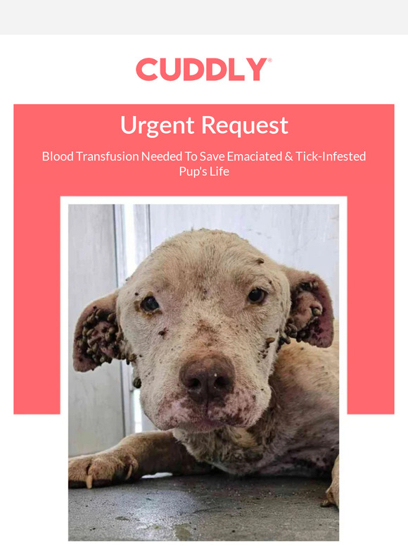 CUDDLY: Urgent Blood Transfusion Needed To Save Emaciated Pup's Life ...