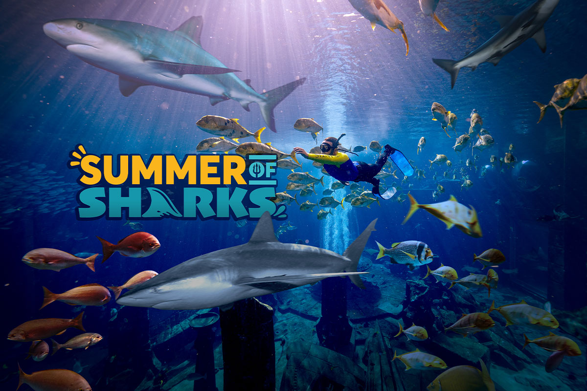 Atlantis, The Palm: Dive Into The Summer Of Sharks At The Lost Chambers ...