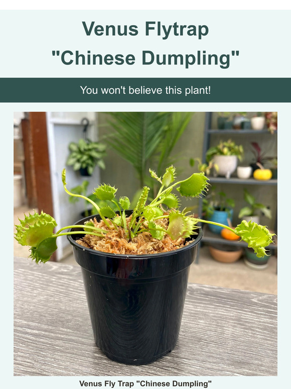 Predatory Plants: New Venus Flytrap "Chinese Dumpling" Is Crazy! | Milled
