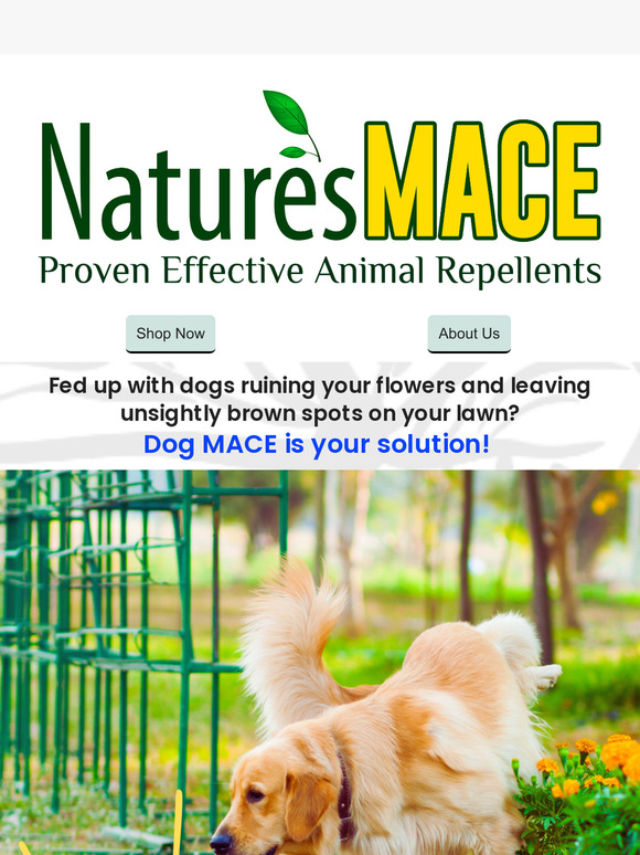 Nature's Mace: Keep Your Lawn Lush This Summer: Stop Dog Pee Spots with ...