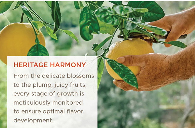 Hale Groves: Heritage Citrus Season is Ending SOON - Order Now before ...