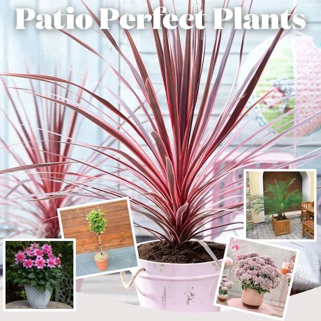 Marshalls Seeds: Patio Perfect Plants, Buy 3 Save 25% | Milled