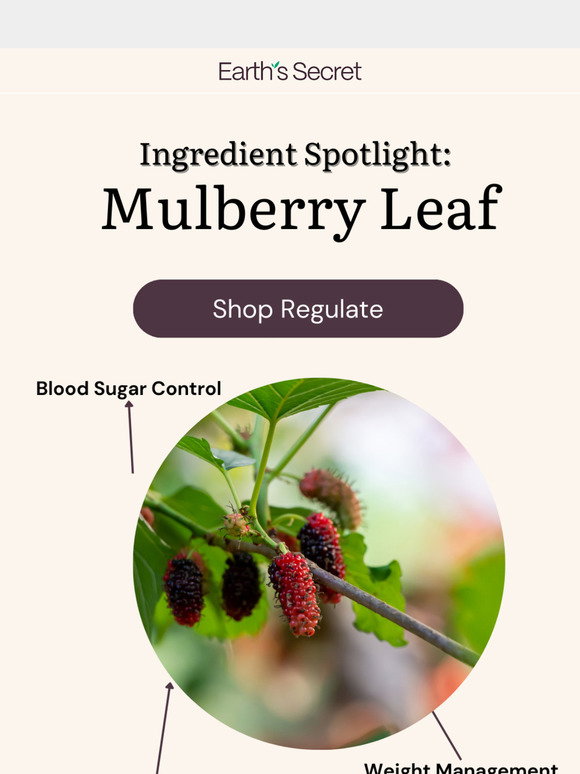 Earth's Secret: 🌿Discover the Ancient Use of Mulberry | Milled