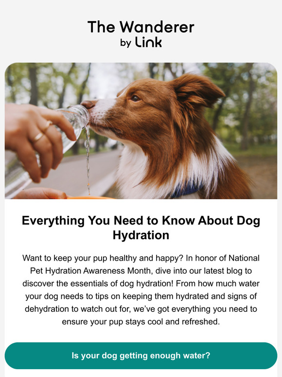 Link My Pet: 🐕Dog hydration + 🏖️Pup-friendly beach guide + 💰Huge ...