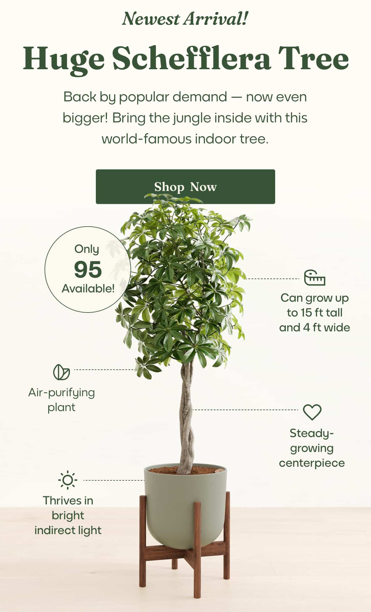 EasyPlant: Back and BIGGER! Huge Schefflera Tree 🌳🌞 | Milled