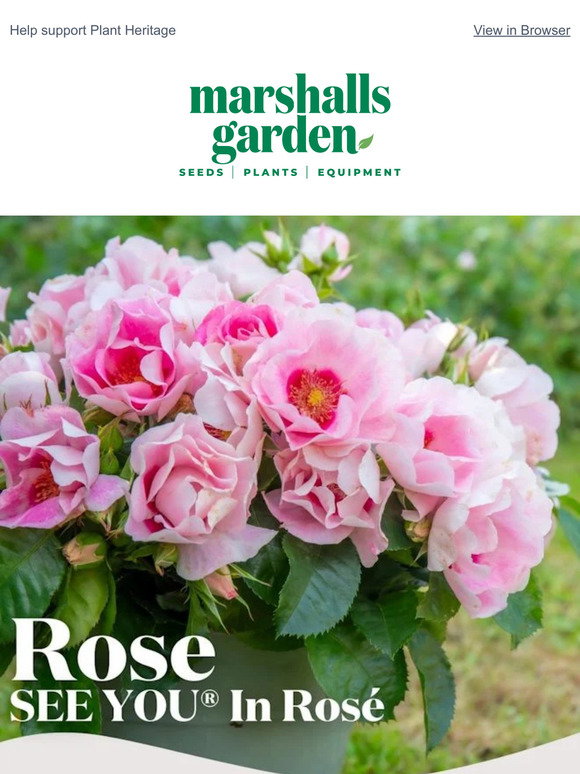 Marshalls Seeds: Be the first to grow this new Rose, Gardener | Milled