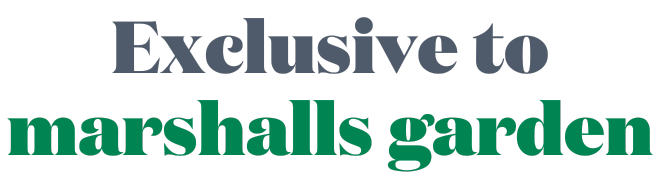 Marshalls Seeds: Be the first to grow this new Rose, for you | Milled