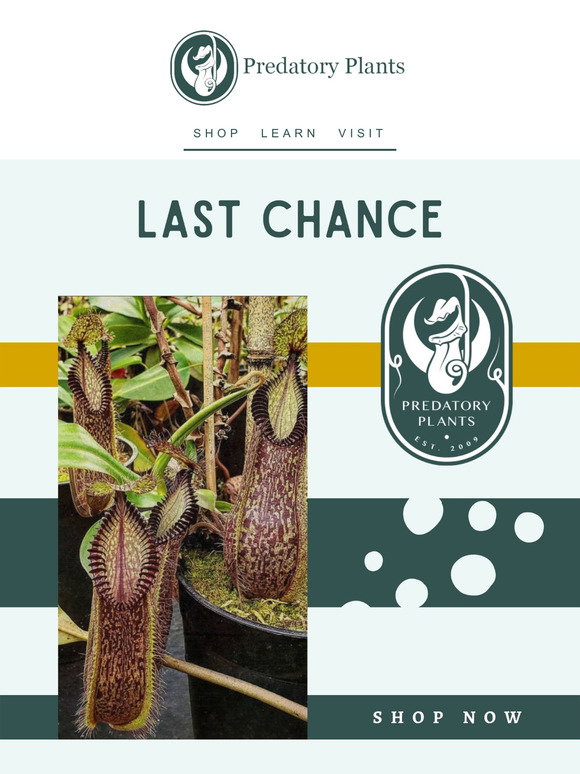 Predatory Plants: You're about to miss out on your gift 😢😢 | Milled