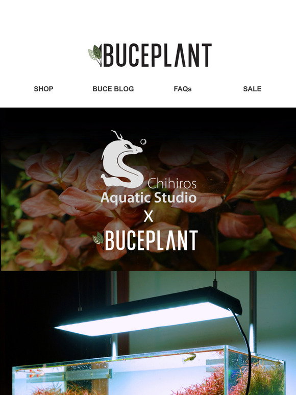 Buce Plant: 💦💡CHIHIROS Aquarium Lighting Restocked + Fresh Plants ...