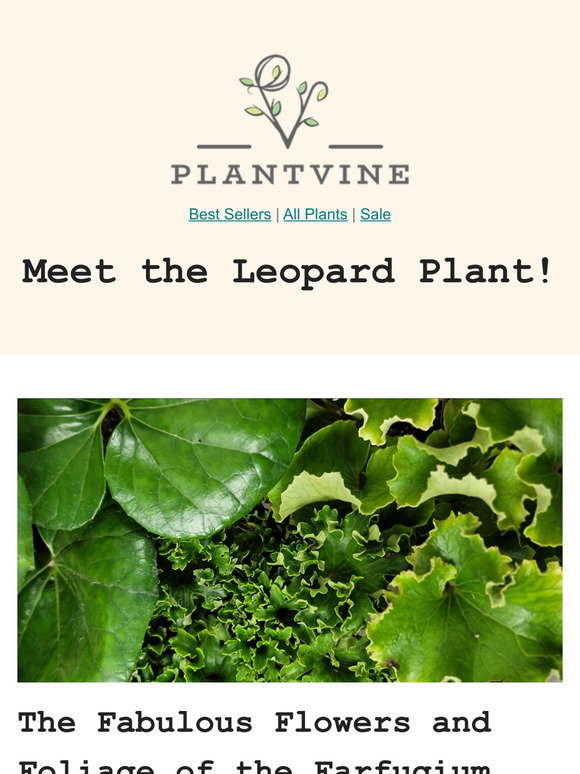 PlantVine: Learn all about the Leopard Plant | Milled