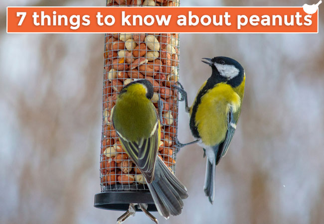 Happy Beaks: 7 things to know about peanuts | Milled