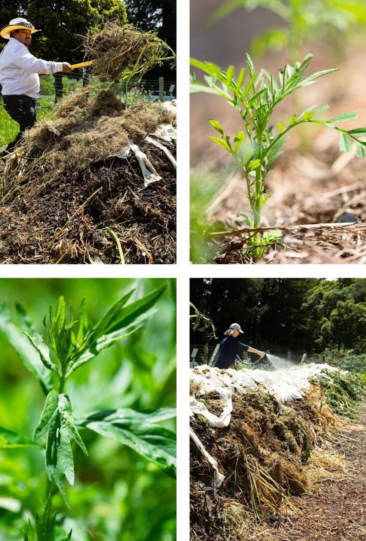 Harvest & Mill: 🌿 Closing the Loop with Composting | Milled