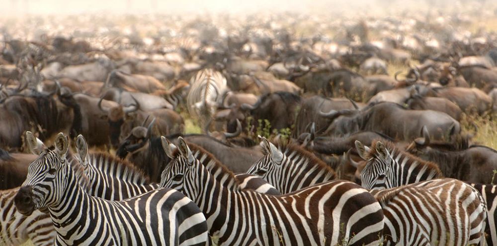 Go2Africa: 9 Key Facts About the Great Migration | Milled