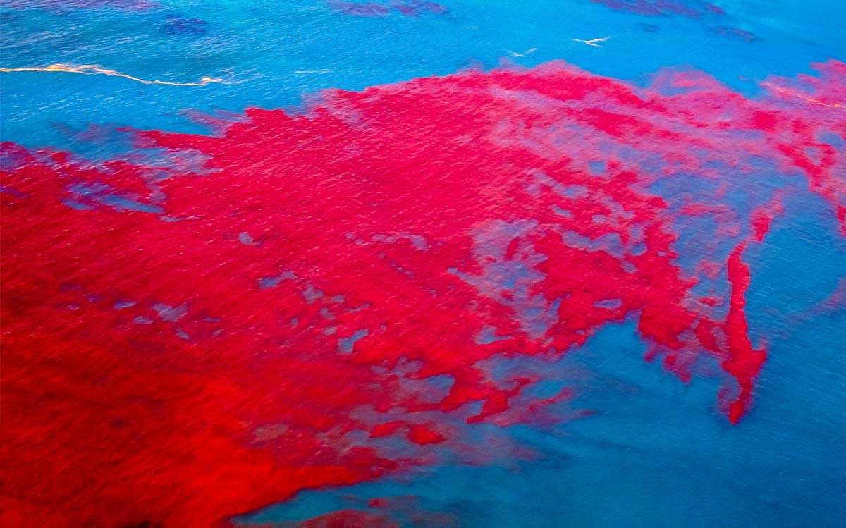 IMMUNOCORP: $20 Arctic Ruby® Oil—Ends Soon | Milled