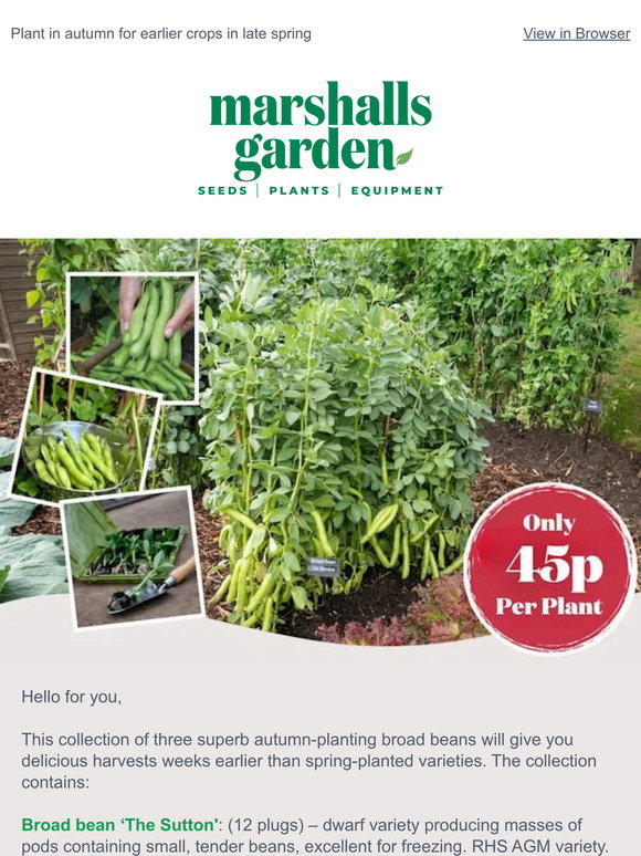 marshalls seeds: 36 Broad Bean Plugs Only 45p Each | Milled