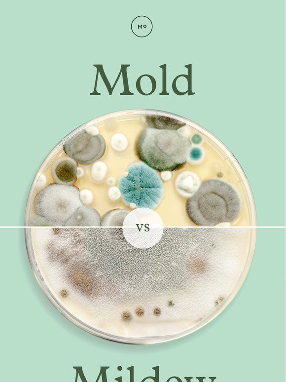Molekule: Mold vs. mildew: How to know the difference | Milled