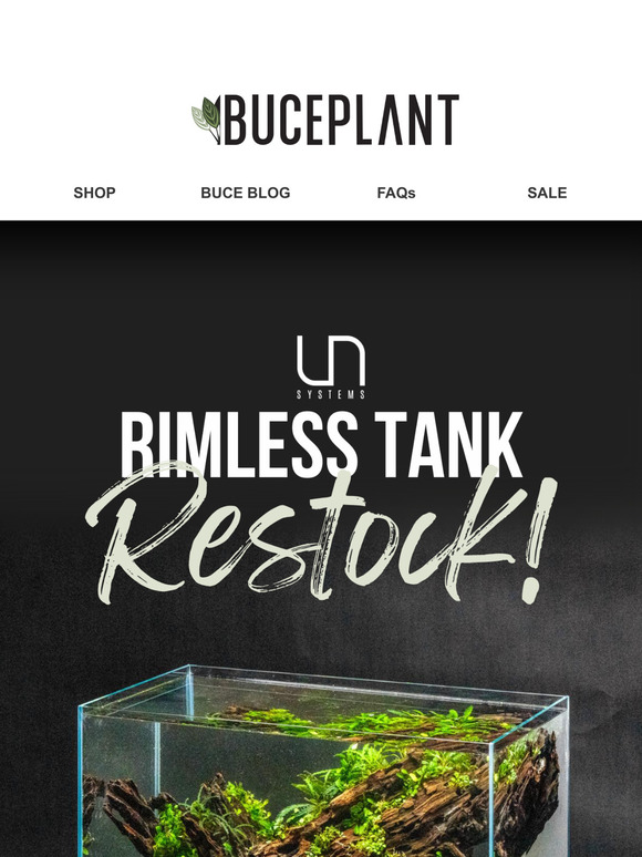 Buce Plant: TONS of Rimless Tanks Restocked 🔥 | Milled