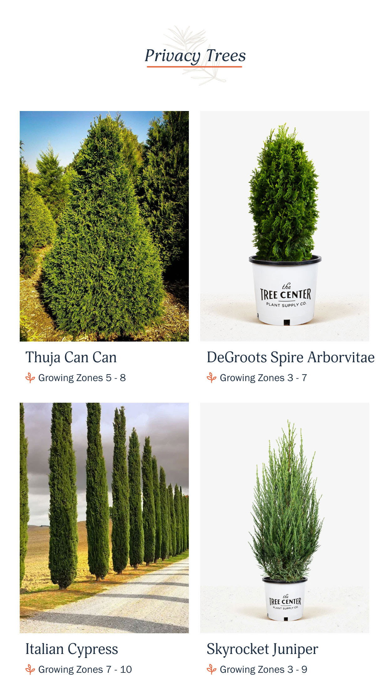 The Tree Center: ⏰ Last Chance! Save 15% On All Privacy Trees 🌳 | Milled