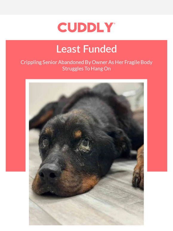 CUDDLY: Owner Abandons Senior Dog As She Fights To Stay Alive | Milled