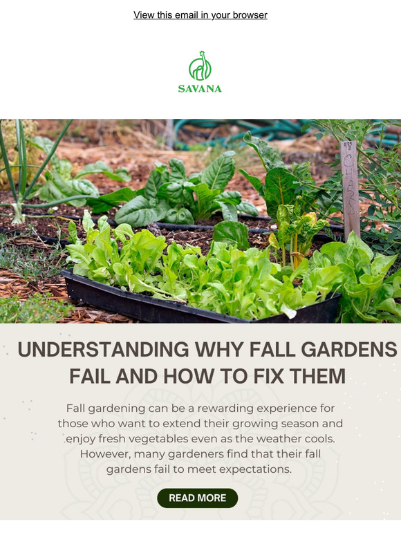 Savana Garden: Understanding Why Fall Gardens Fail and How to Fix Them ...