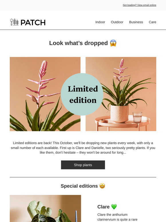 Patch Plants: Limited edition plants are back | Milled