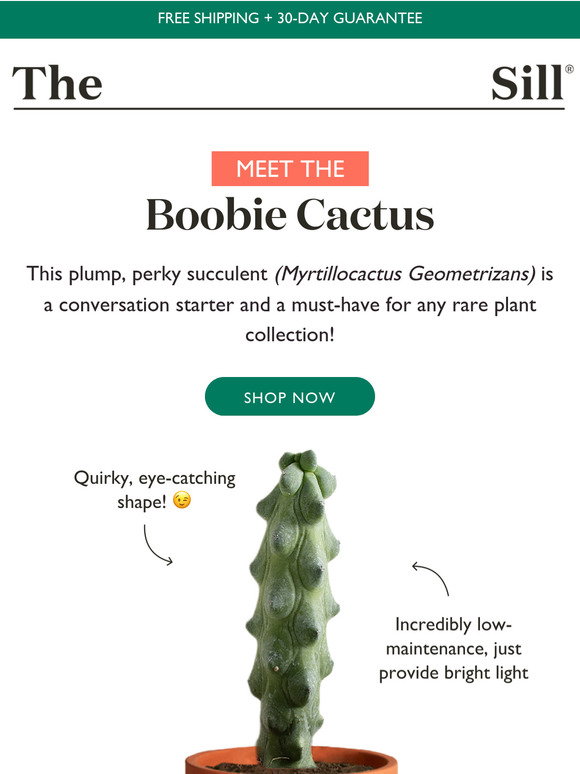 The Sill: Meet The Boobie Cactus — It’s a Real Knockout! | Milled