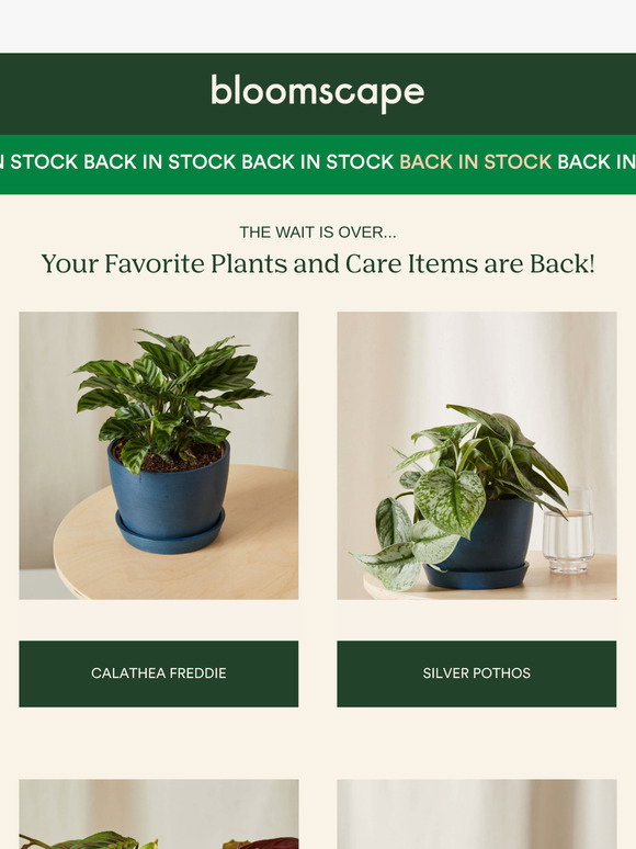 Bloomscape: Your Favorite Plants are Back! | Milled