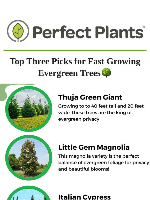 Perfect Plants Nursery: Top 3 Fast Growing Evergreen Trees🌳 | Milled