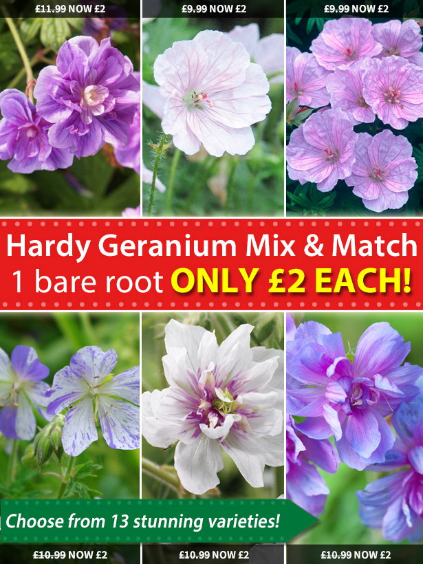 Van Meuwen: Only £2 each! Hardy Geranium Mix & Match | Milled