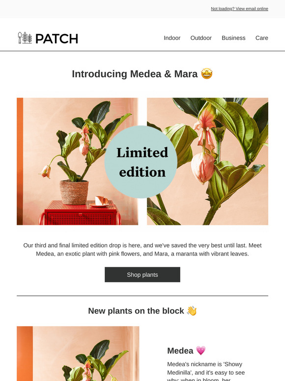 Patch Plants: Our final limited edition drop is here 🚨 | Milled