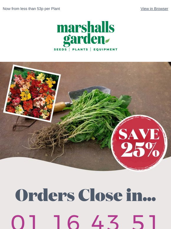 Marshalls Seeds: You Last Chance to Plant Bare Root Wallflowers | Milled
